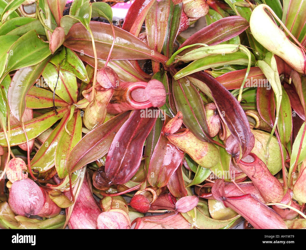 Pitcher plants thailand hi-res stock photography and images - Alamy