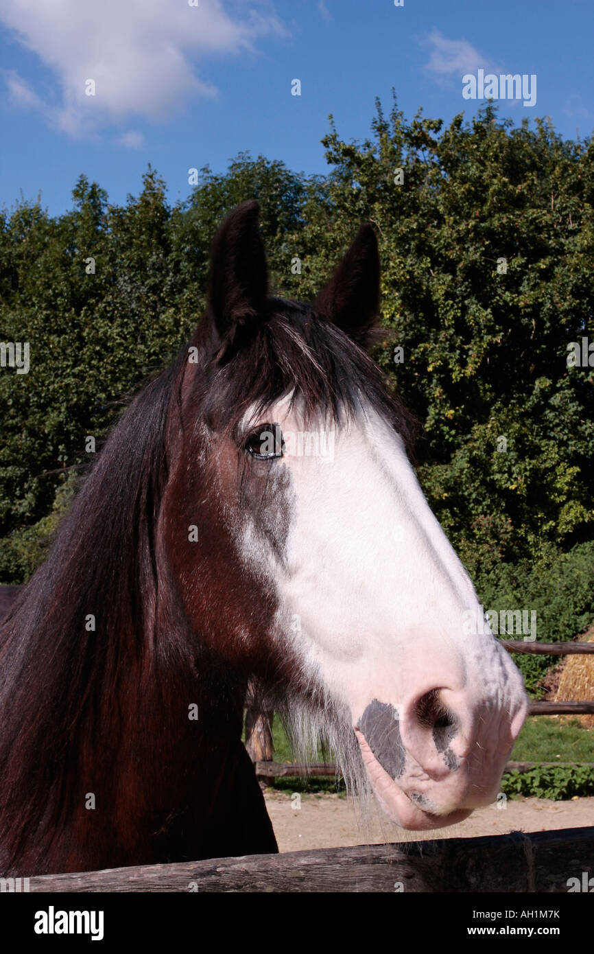 Shire horse head draught horse hi-res stock photography and images - Alamy