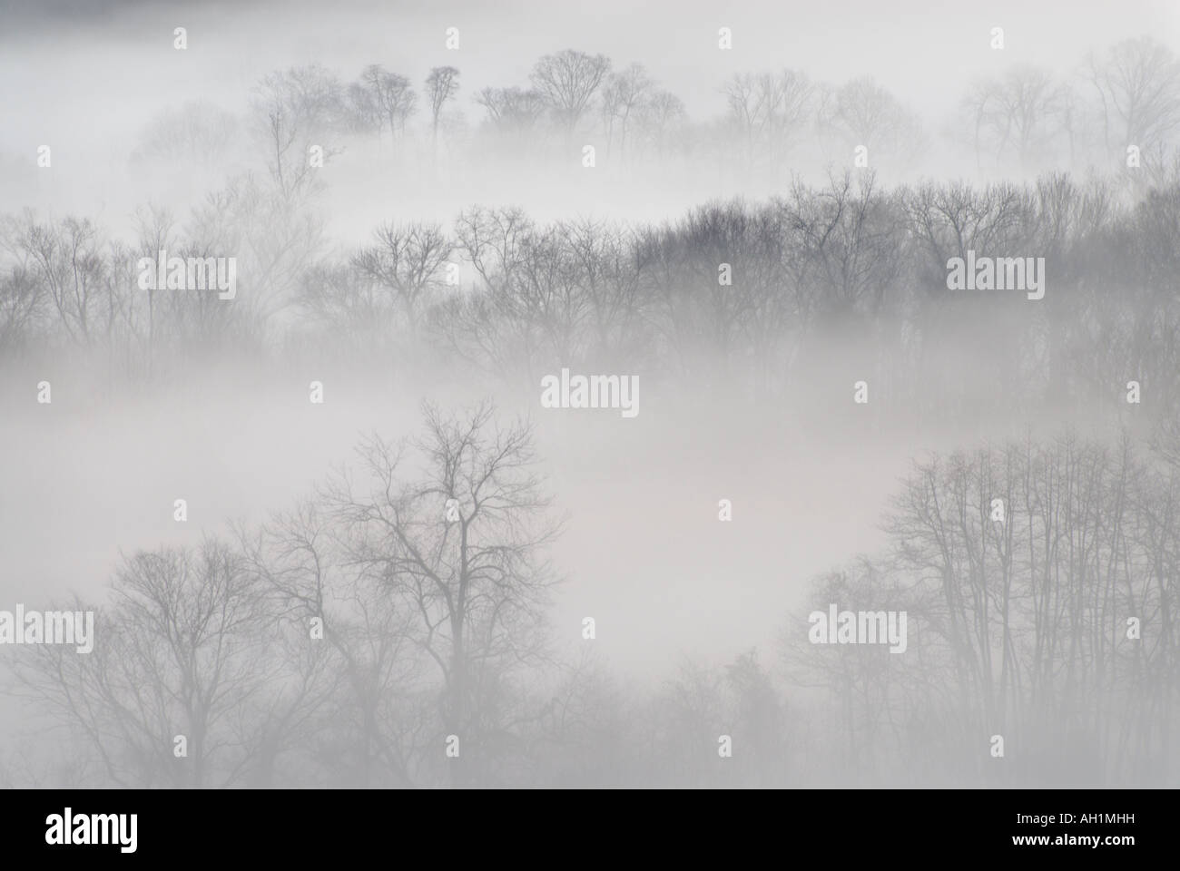 morning fog trees fields view from overlook Stock Photo - Alamy