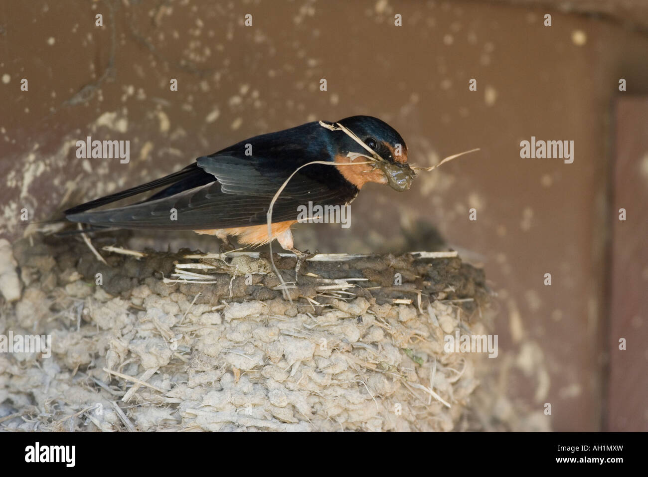 Barn Swallow Building Nest Stock Photo - Alamy