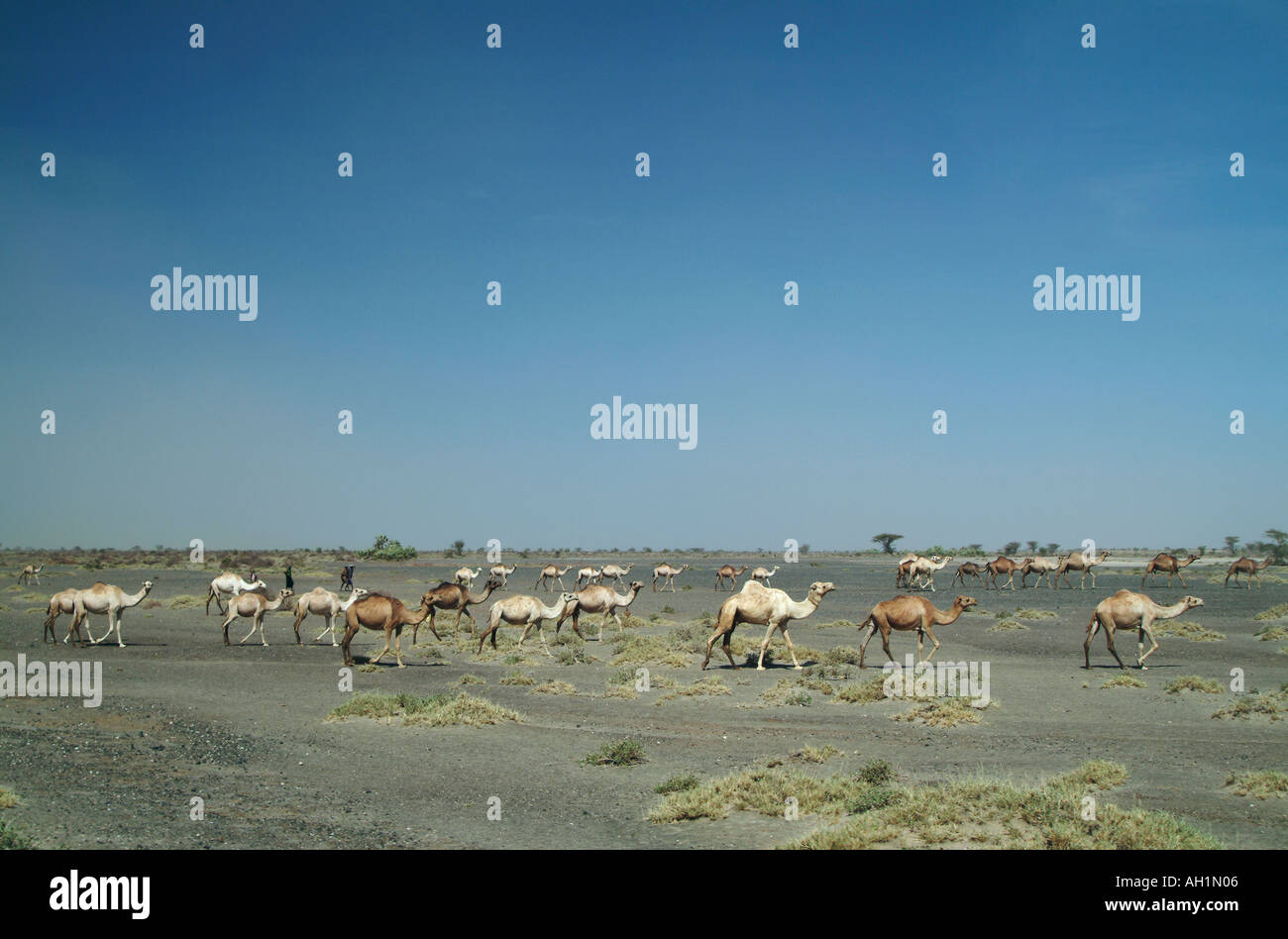 Chalbi kenya desert hi-res stock photography and images - Alamy