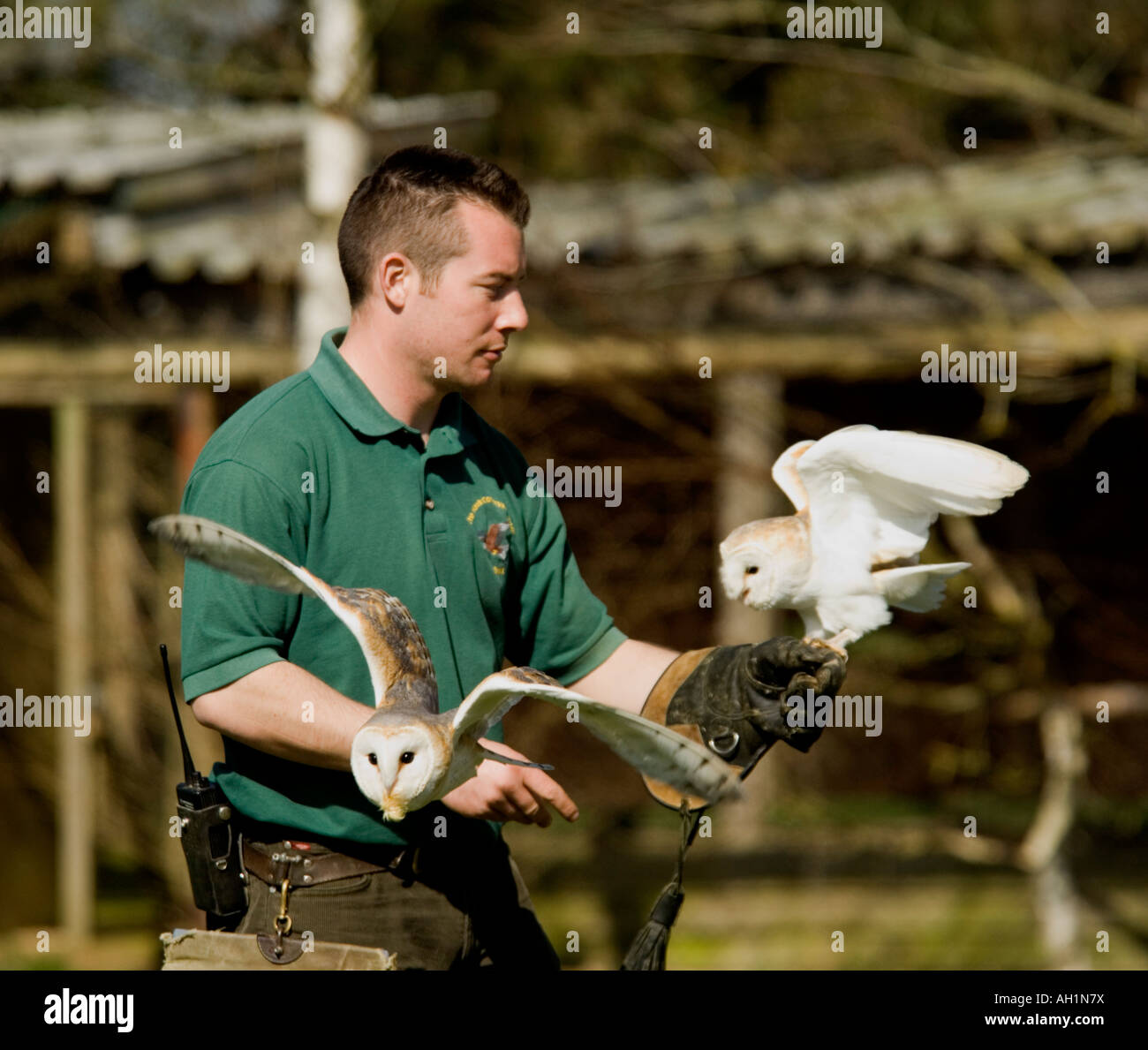 Barn owl with handler Tyto alba UK Stock Photo - Alamy