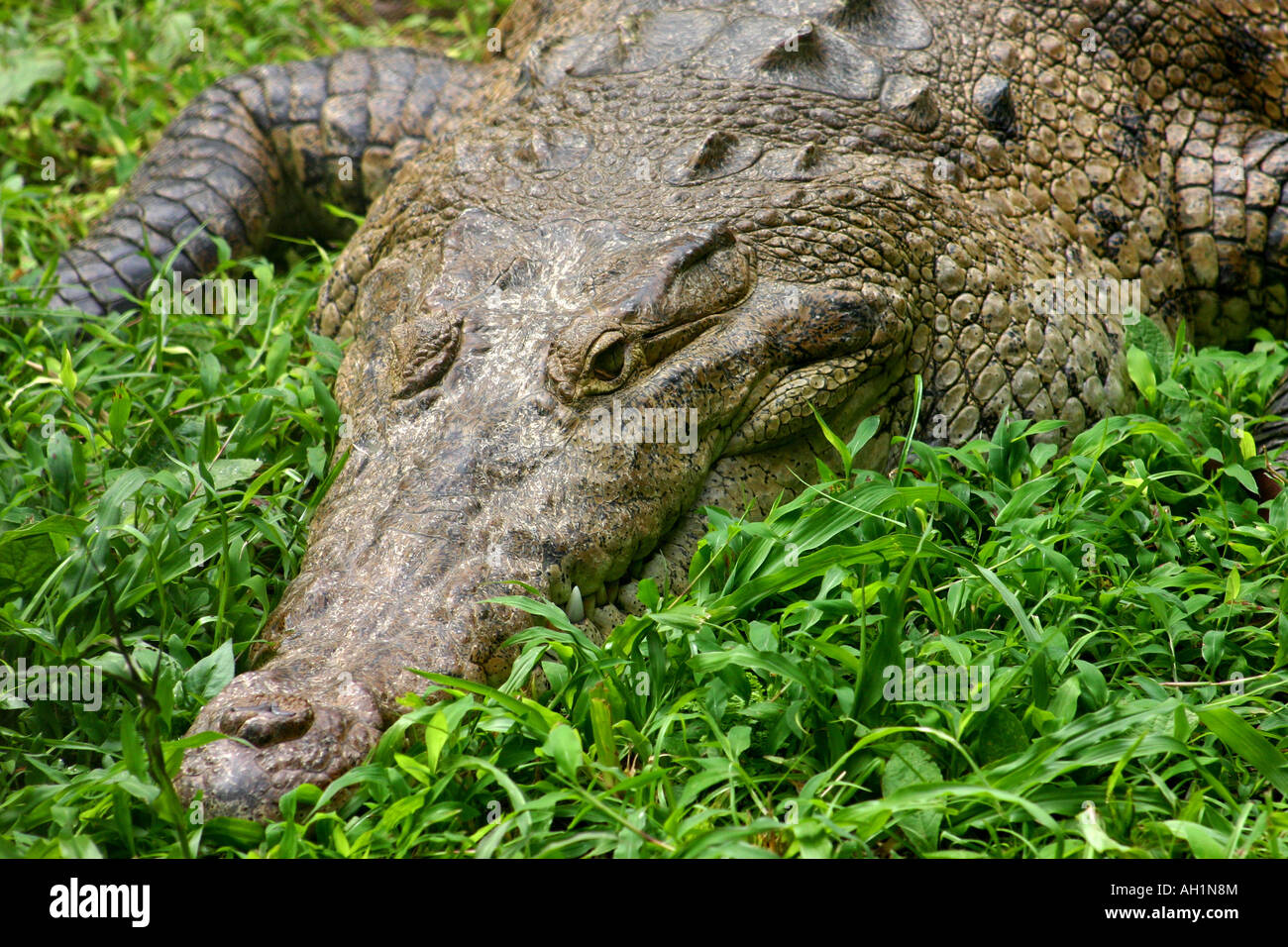 Real crocodile hi-res stock photography and images - Alamy