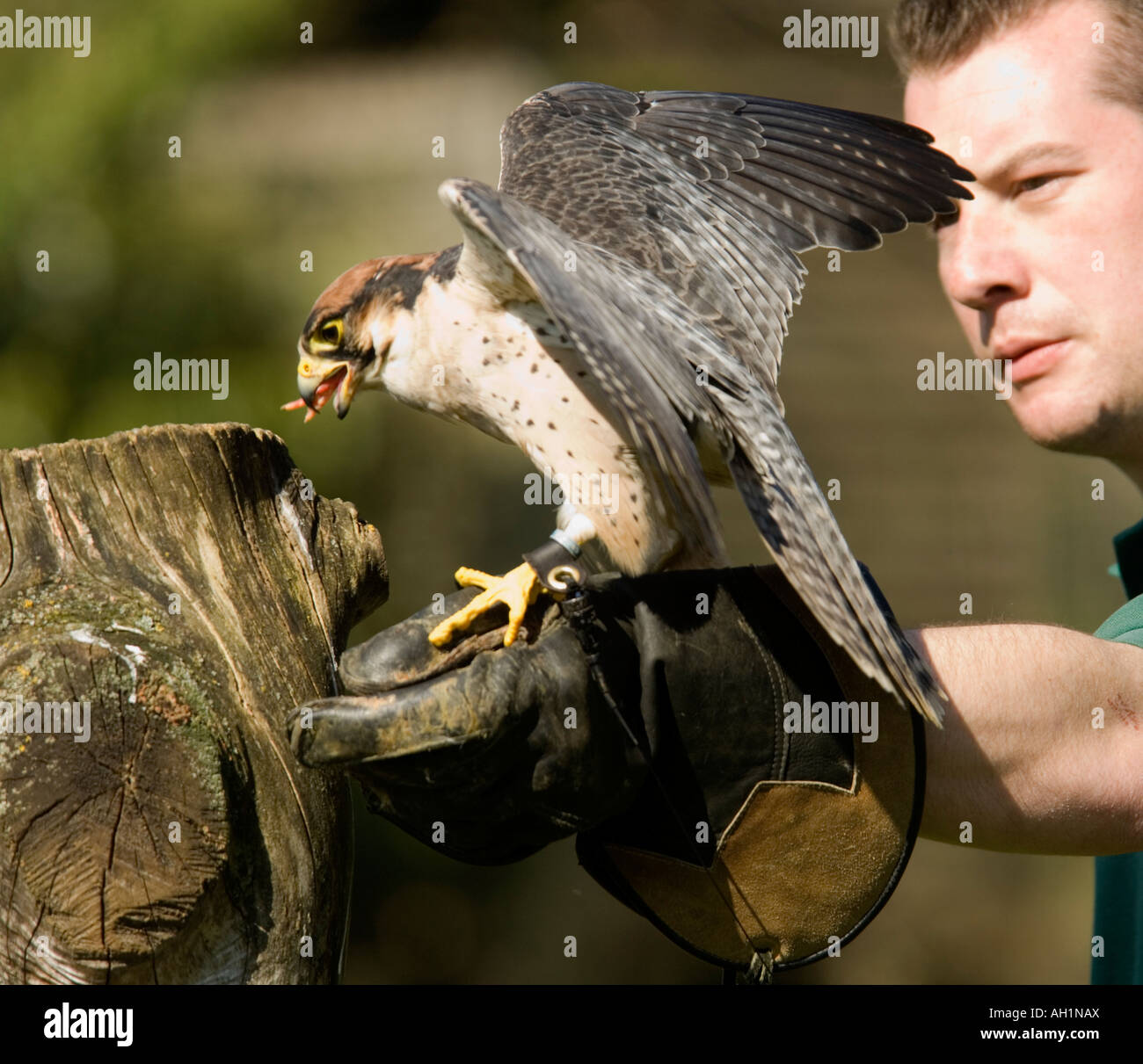 Lanner Falcon with its handler Falco biarmicus Stock Photo - Alamy