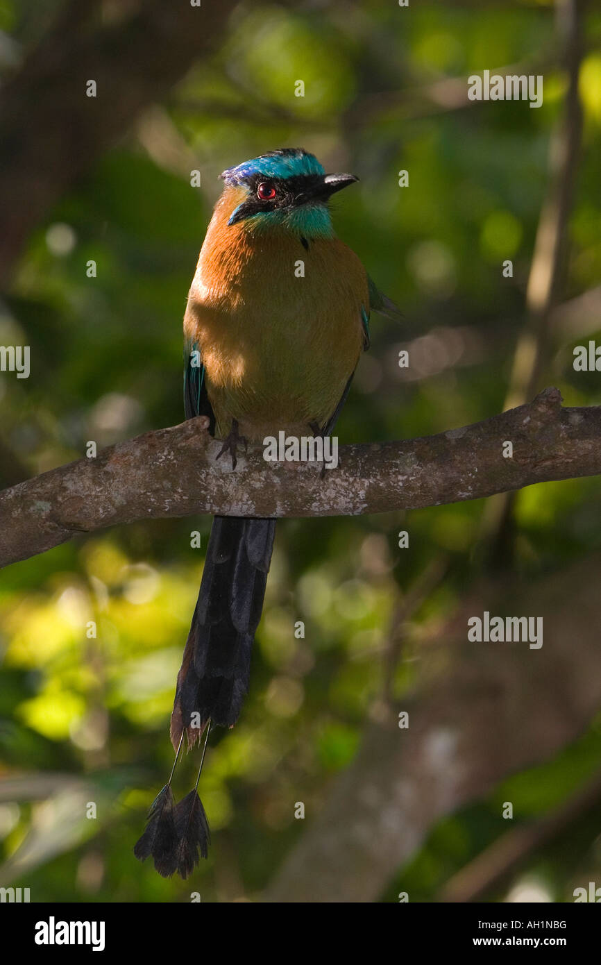 Blue crowned Motmot Stock Photo - Alamy