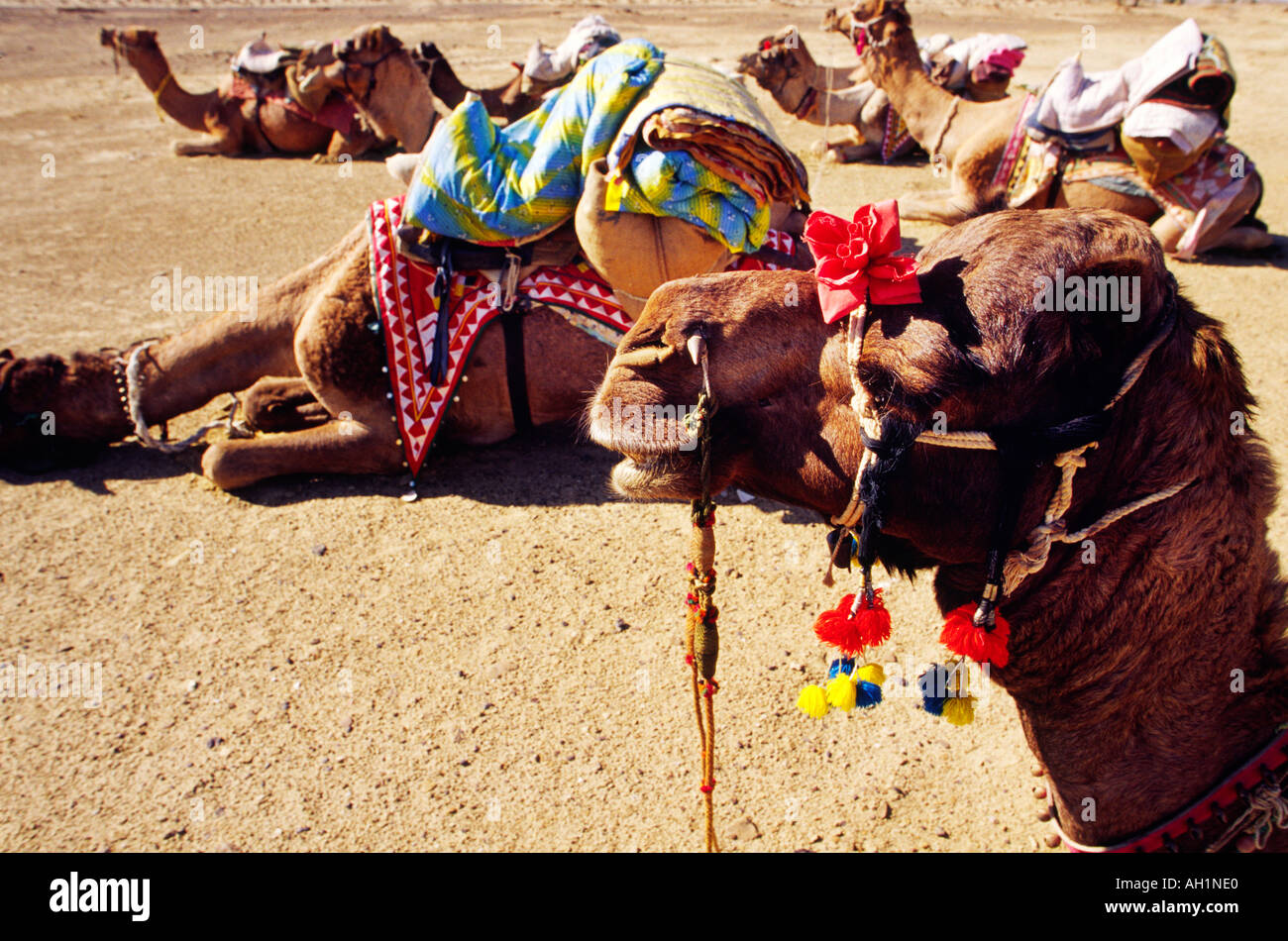 May camels sitting on the sandy ground in the desert packed for a ...