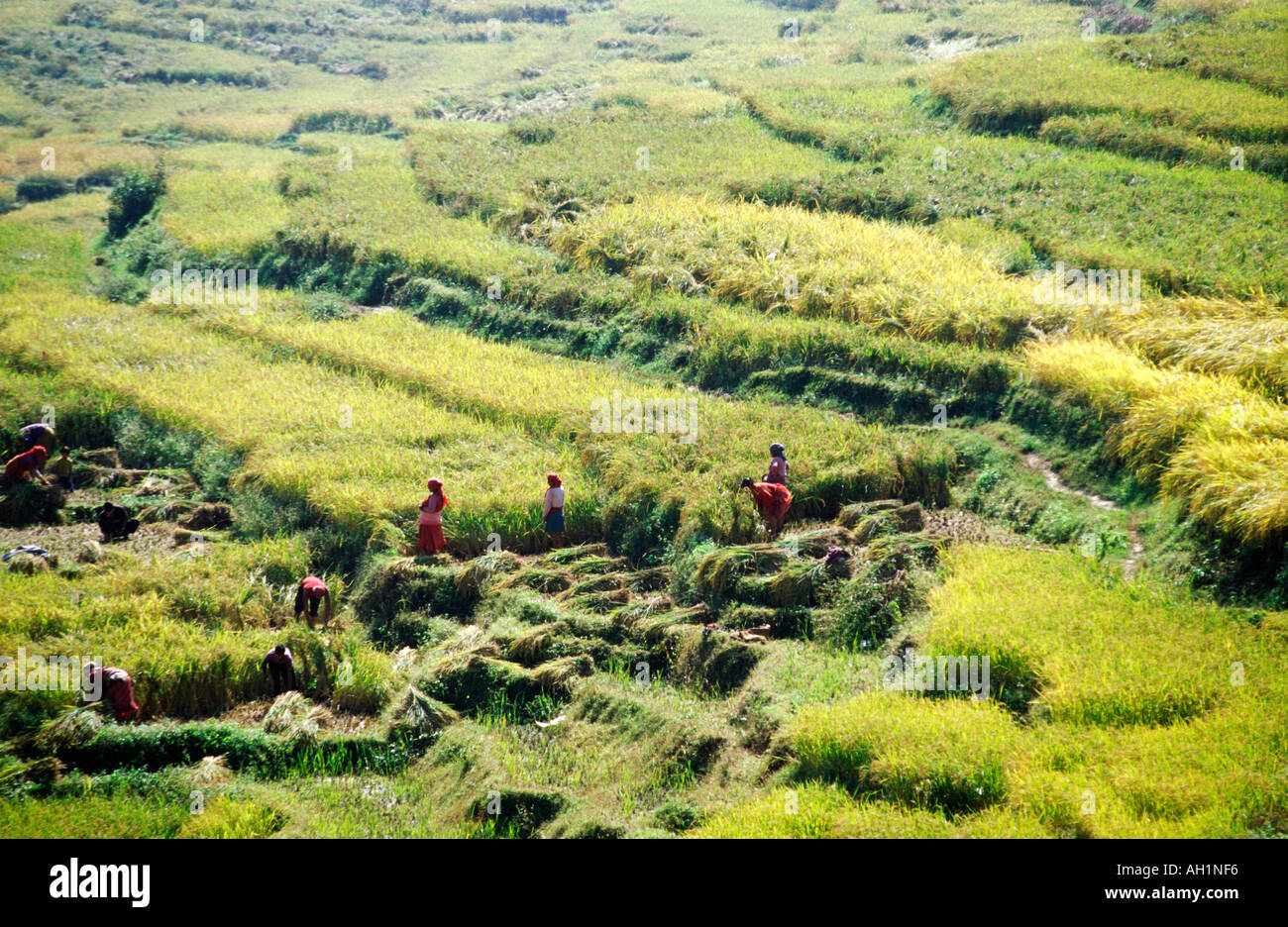 Rich lush Katmandu valley terrace filed on the edge of the hill green ...