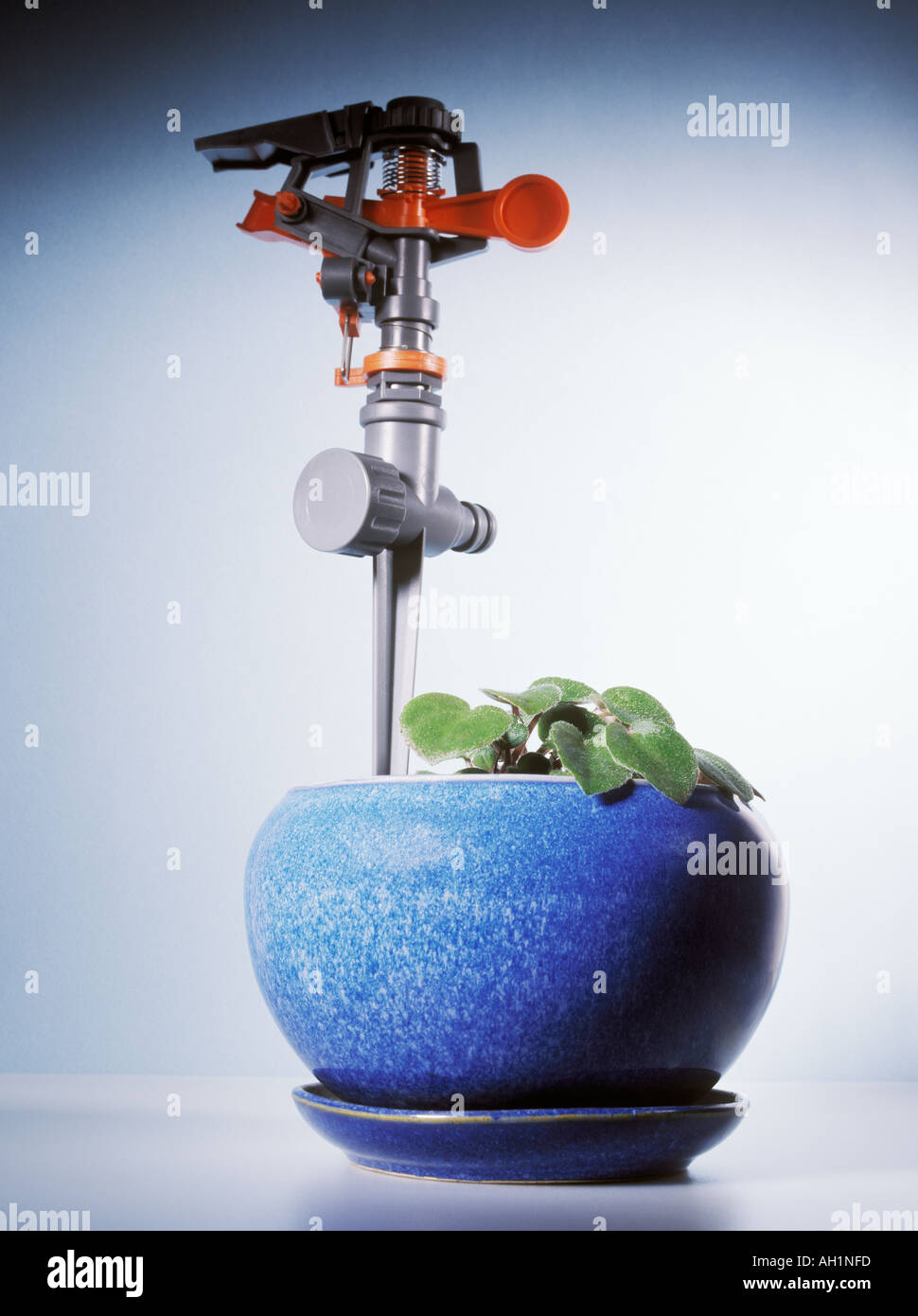 One large garden plastic sprinkler inside one small round pot plant ...