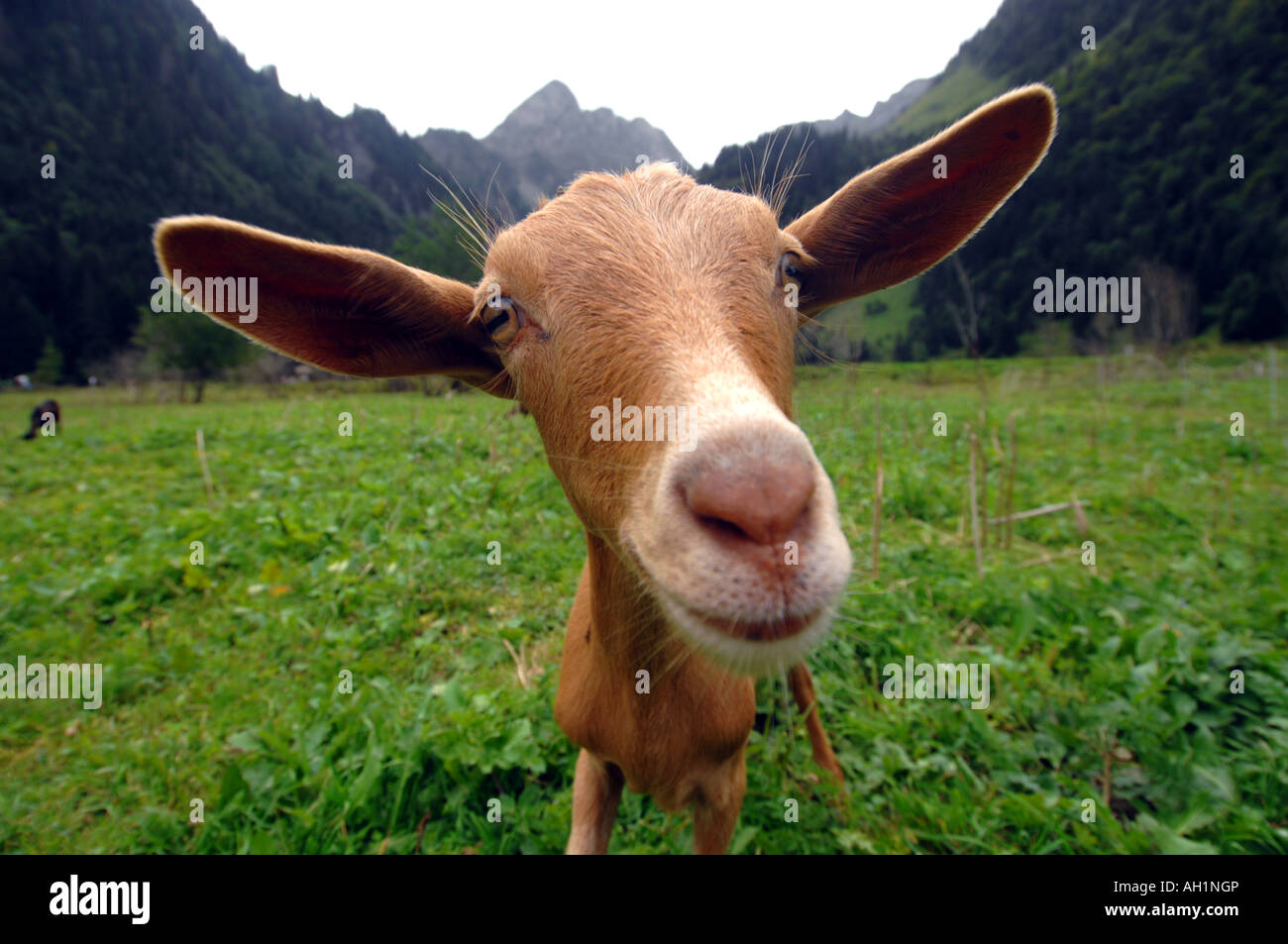 Goat ears hi-res stock photography and images - Alamy