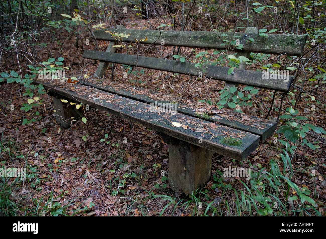 Empty bench in the forest Stock Photo - Alamy