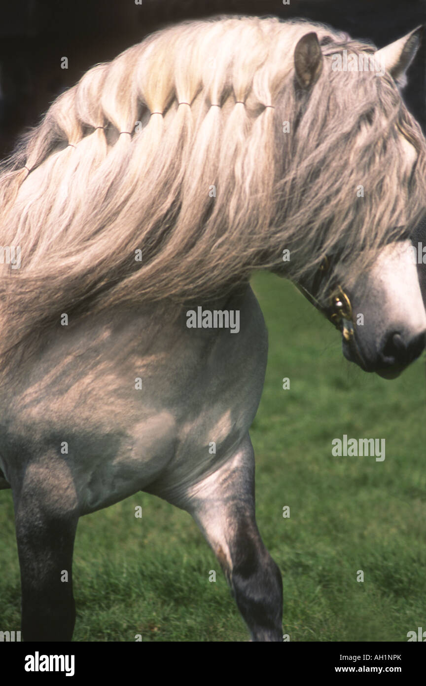 STYLISH SPOTTED MINIATURE HORSE WITH DRESSED MANE Stock Photo - Alamy