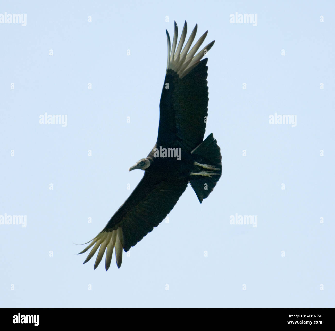 Black Vulture Coragyps atratus Stock Photo - Alamy
