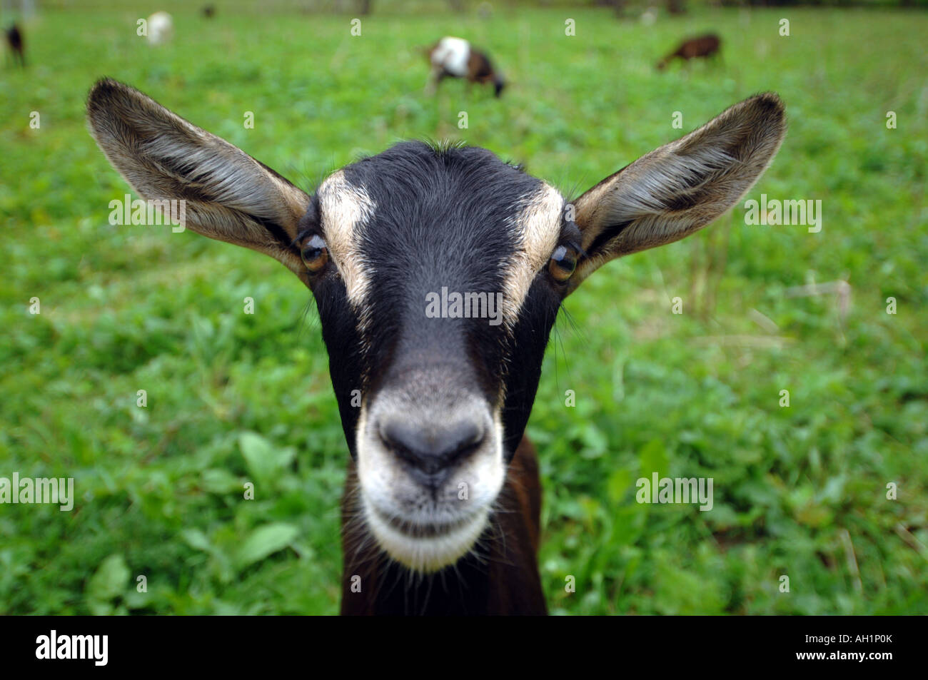 Black goat hi-res stock photography and images - Alamy