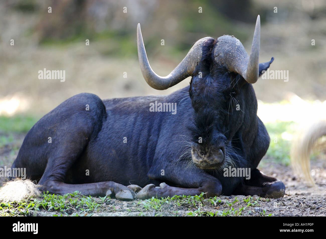 Wilderebeest hi-res stock photography and images - Alamy