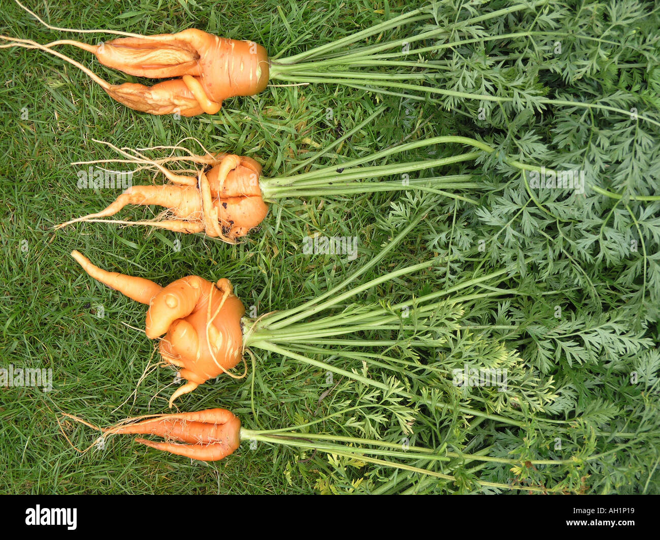 Twisted Carrots Stock Photo: 4678168 - Alamy
