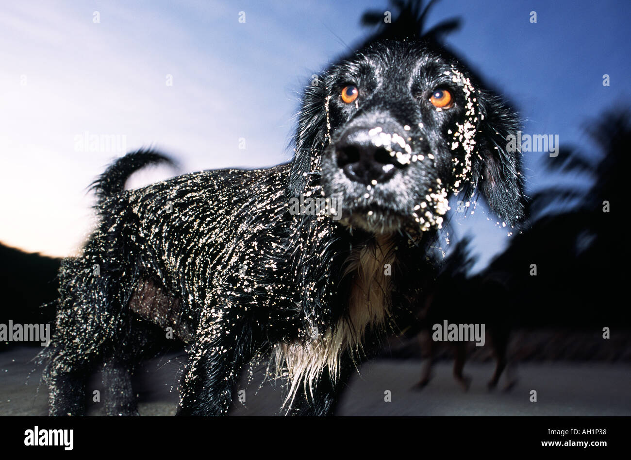 One small wet dog covered in sand on the beach at dusk Stock Photo - Alamy
