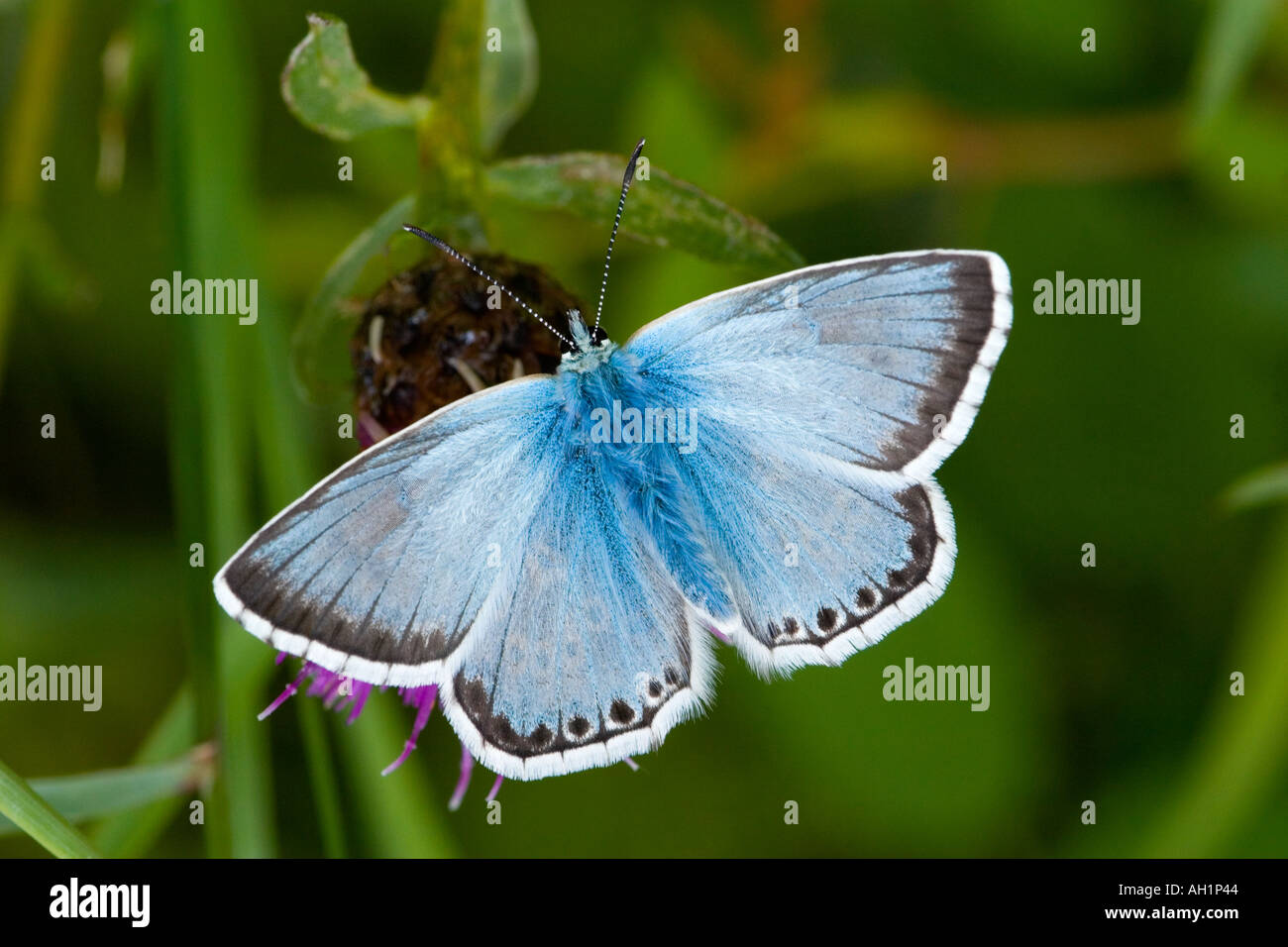 Chalkhill Blue Polyommatus coridon at rest on flower with wings out ...