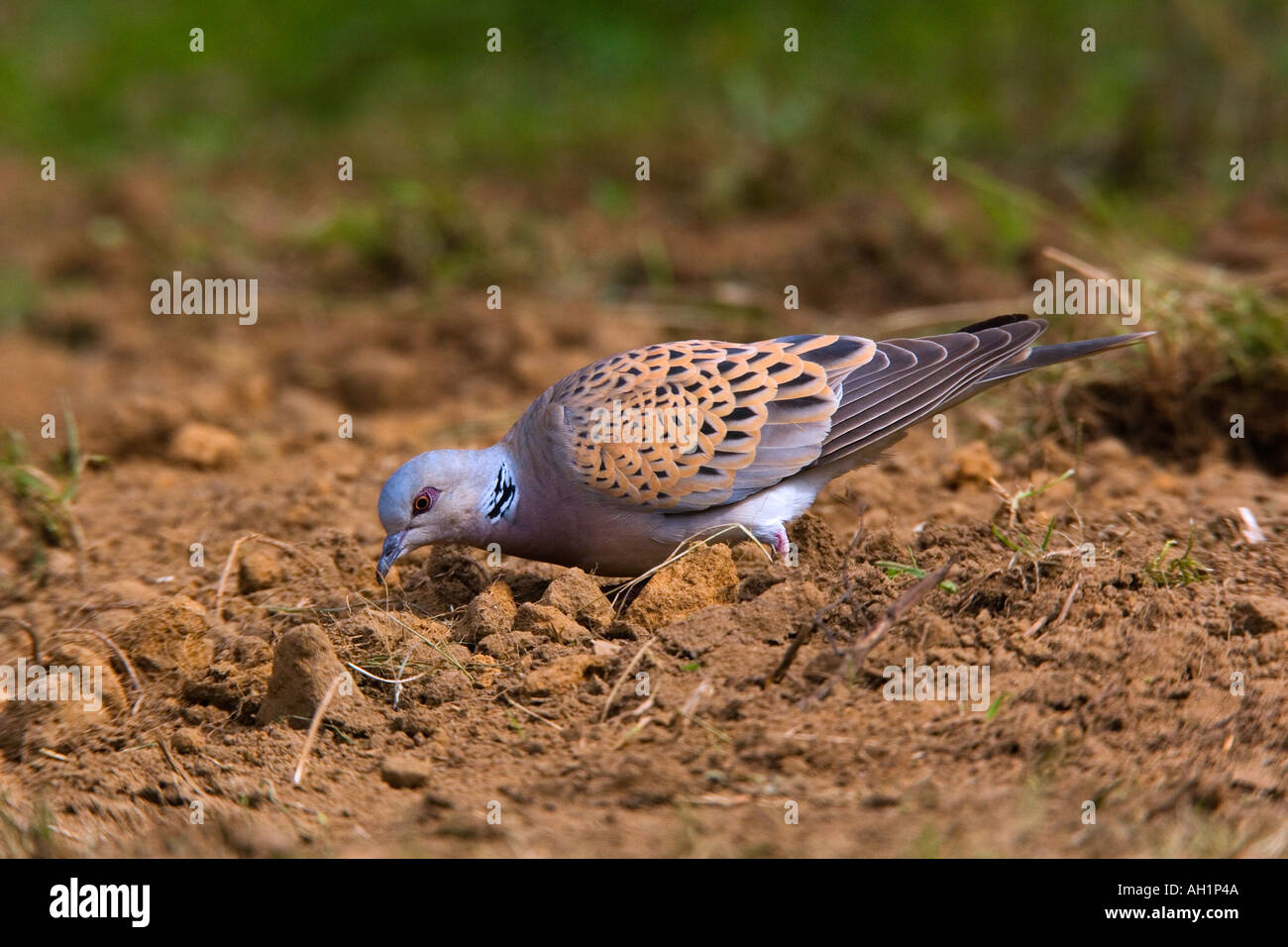 Turtle dove Streptopelia turtur looking for food on cultivated ground ...