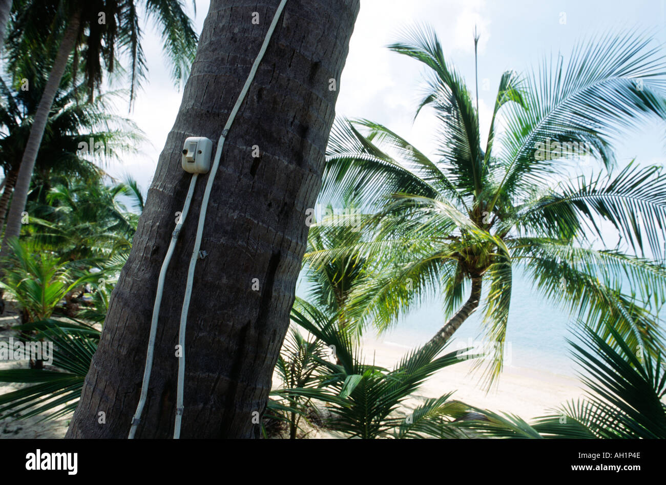 Electrical power lines and light flip switch nailed fixed to a palm ...