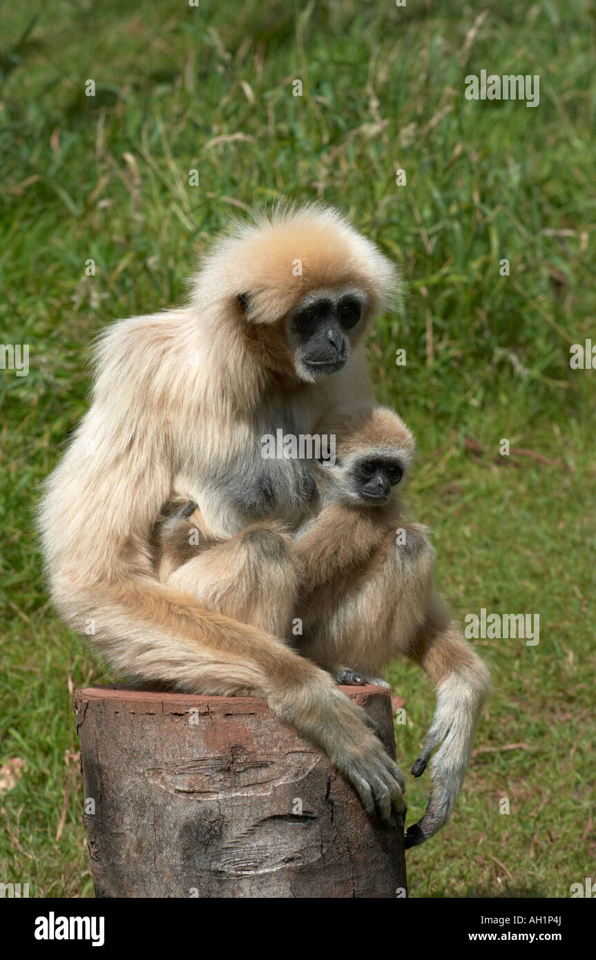 white light colombian spider monkey sat on a felled tree stump with ...