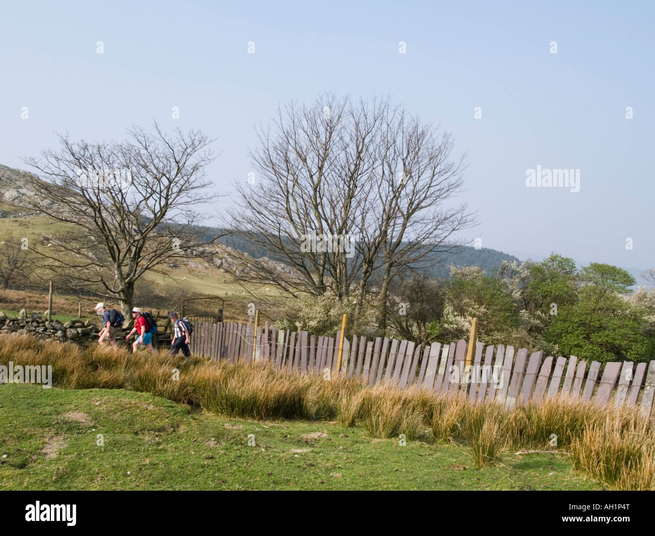 Typical dry stone wall of standing upright slate slabs on rural ...