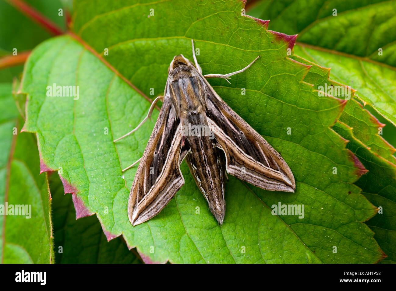 Silver striped hawk moth hippotion hi-res stock photography and images ...