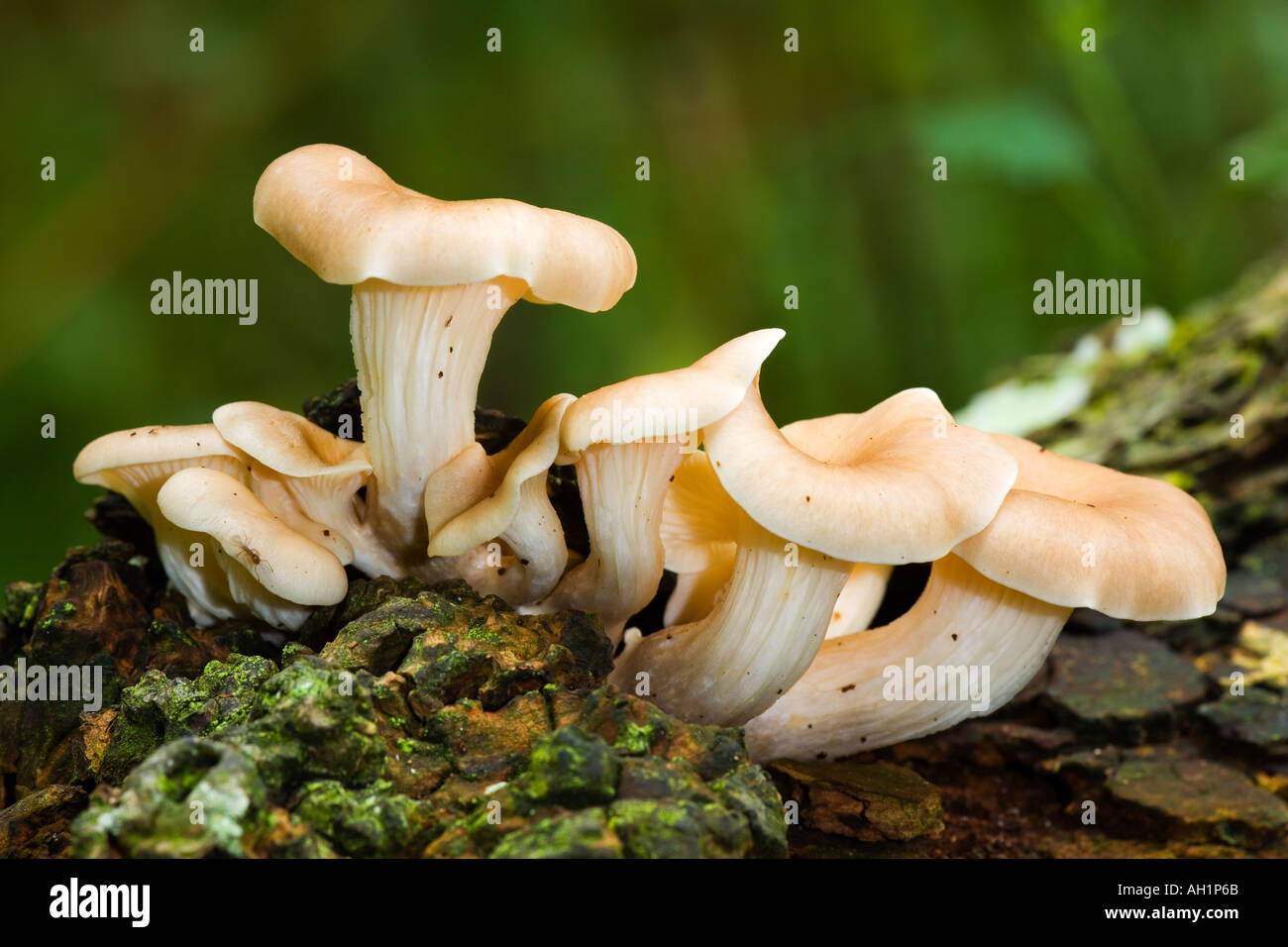 Branching Oyster Pleurotus cornucopiae growing on old stump with nice ...