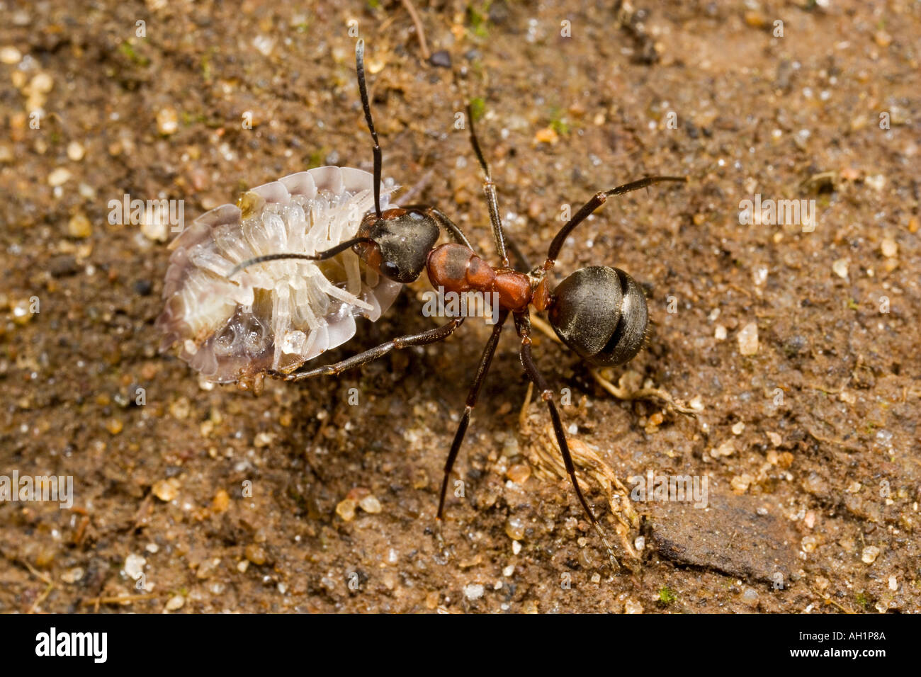 Wood Ant Formica rufa carrying food back to nest maulden wood ...