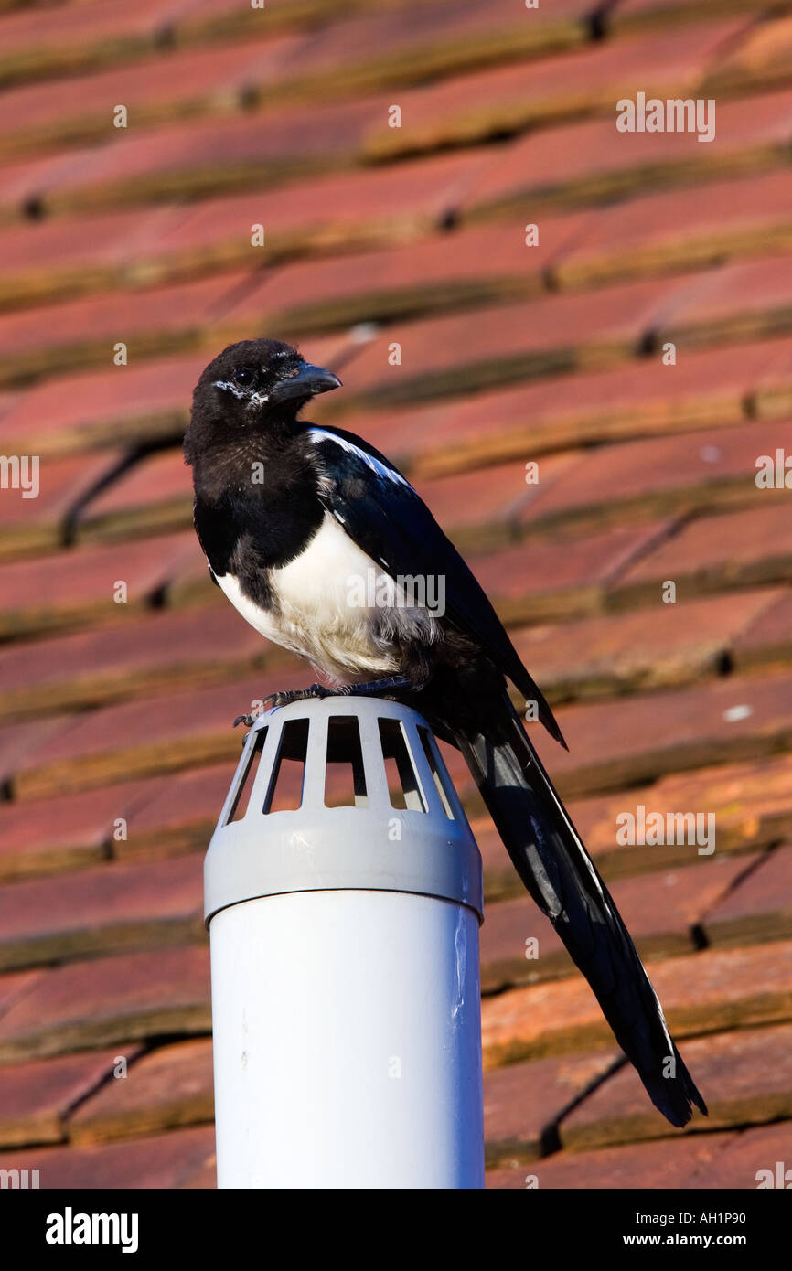 Soil pest hi-res stock photography and images - Alamy