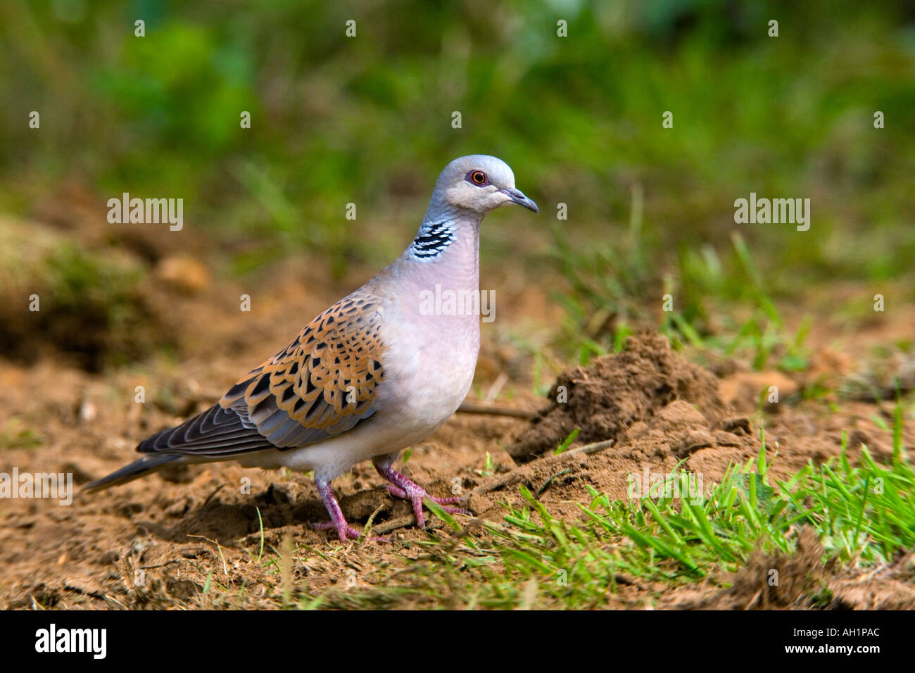 Turtle dove Streptopelia turtur standing on ground looking alert potton ...