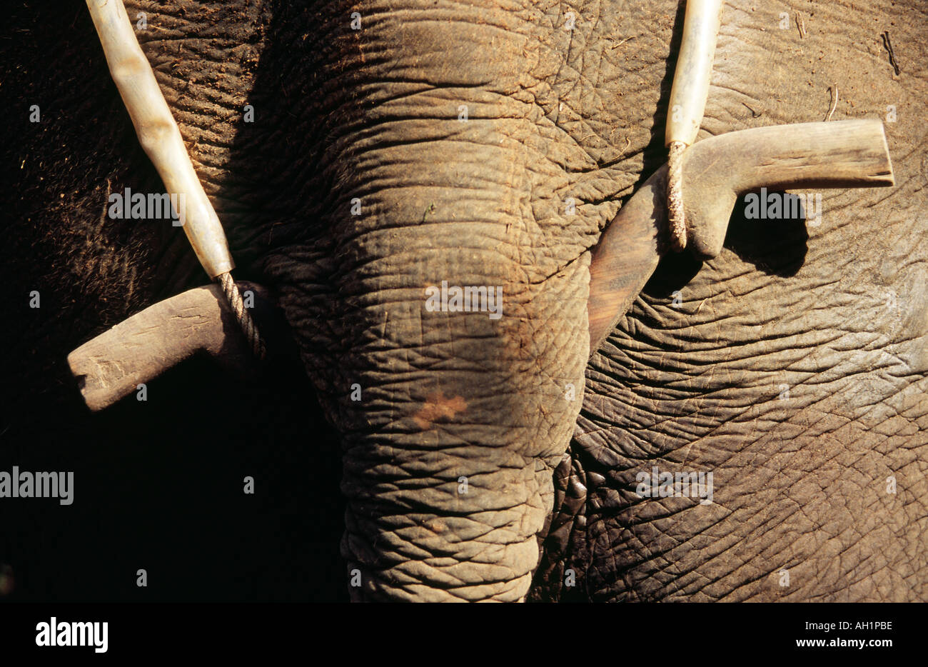 Elephant saddle hi-res stock photography and images - Alamy