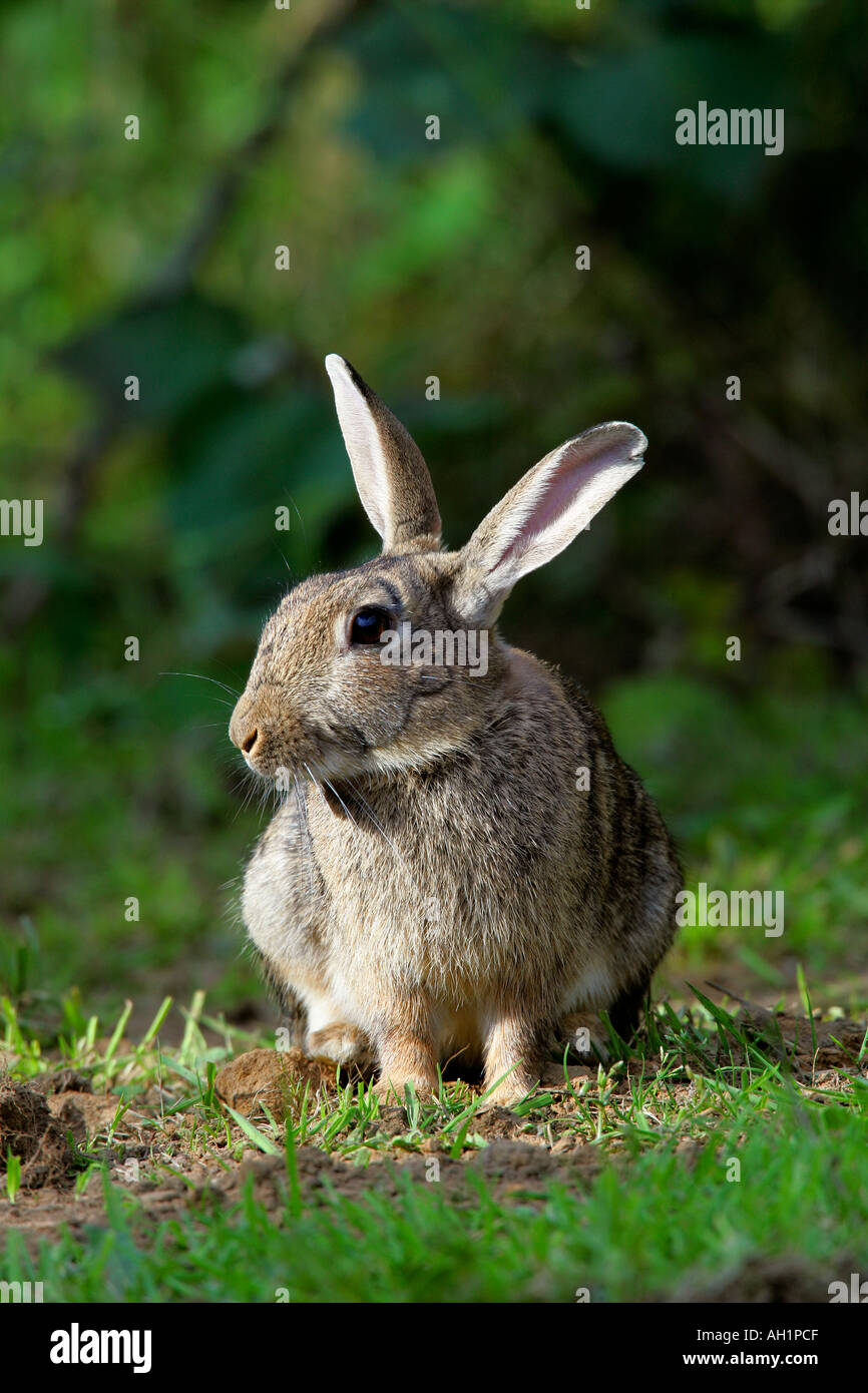 Nice rabbit hi-res stock photography and images - Alamy