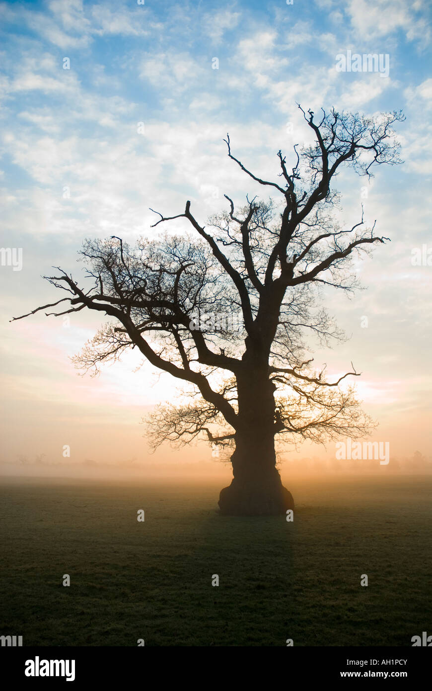 Oak tree at Dawn Stock Photo - Alamy