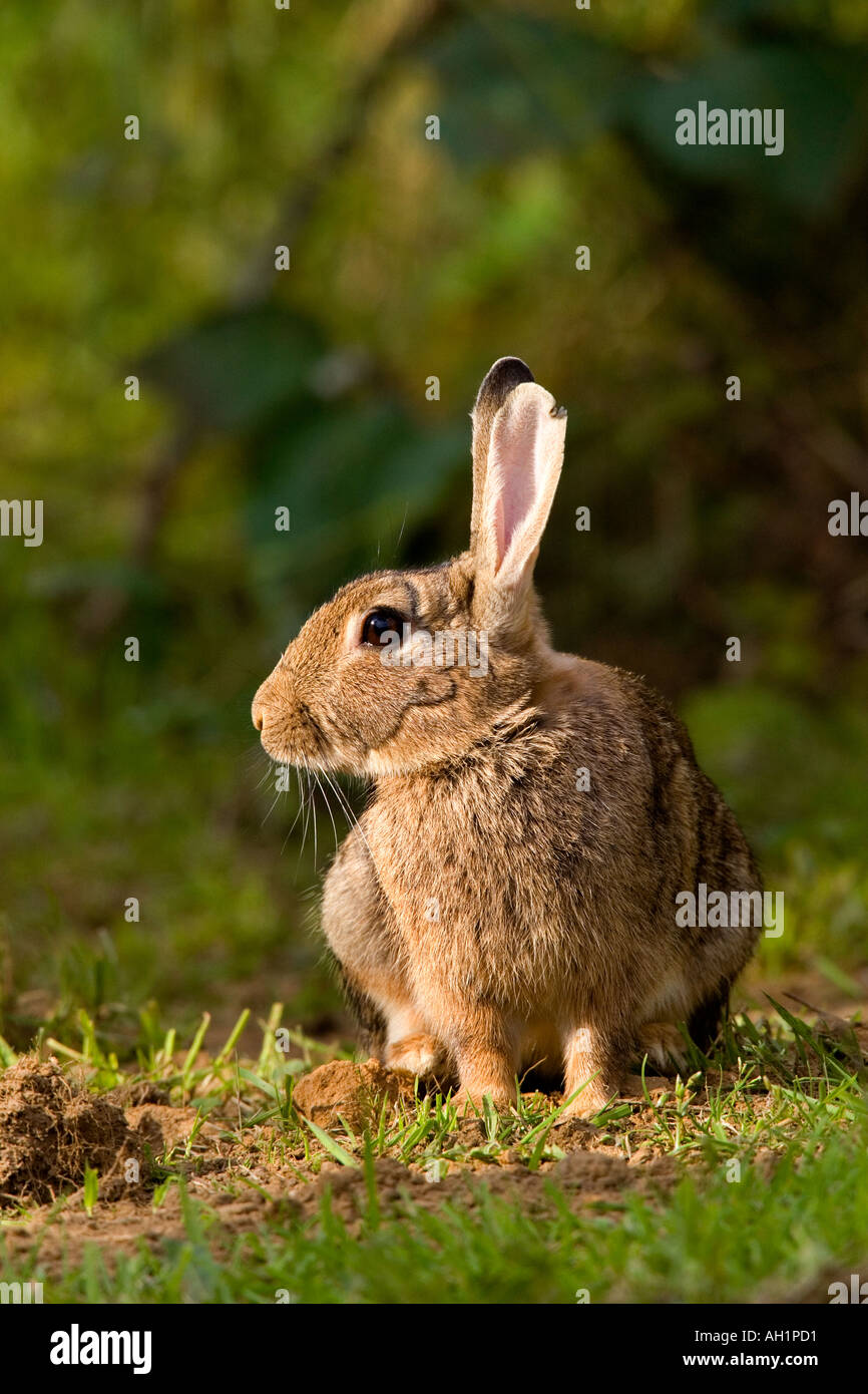 Rabbit Oryctolagus cuniculus sitting on grass looking alert with ears ...