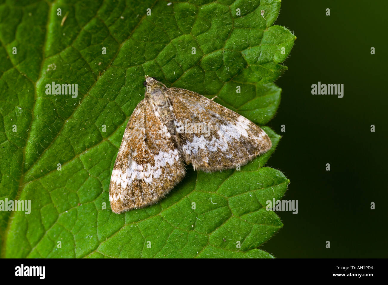 Perizoma alchemillata hi-res stock photography and images - Alamy