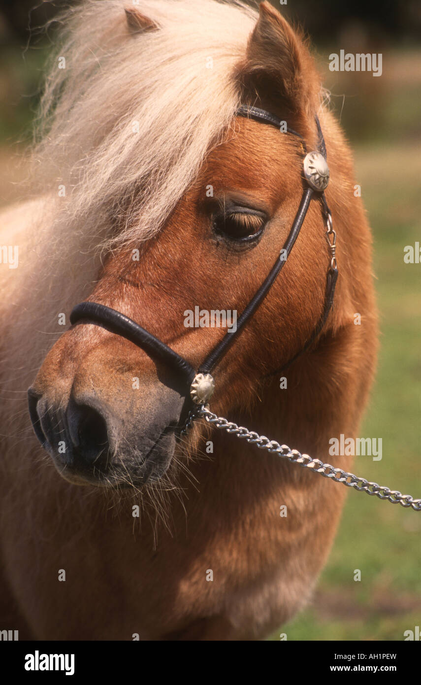STYLISH CHESTNUT MINIATURE COLT WITH FLAXEN MANE Stock Photo - Alamy