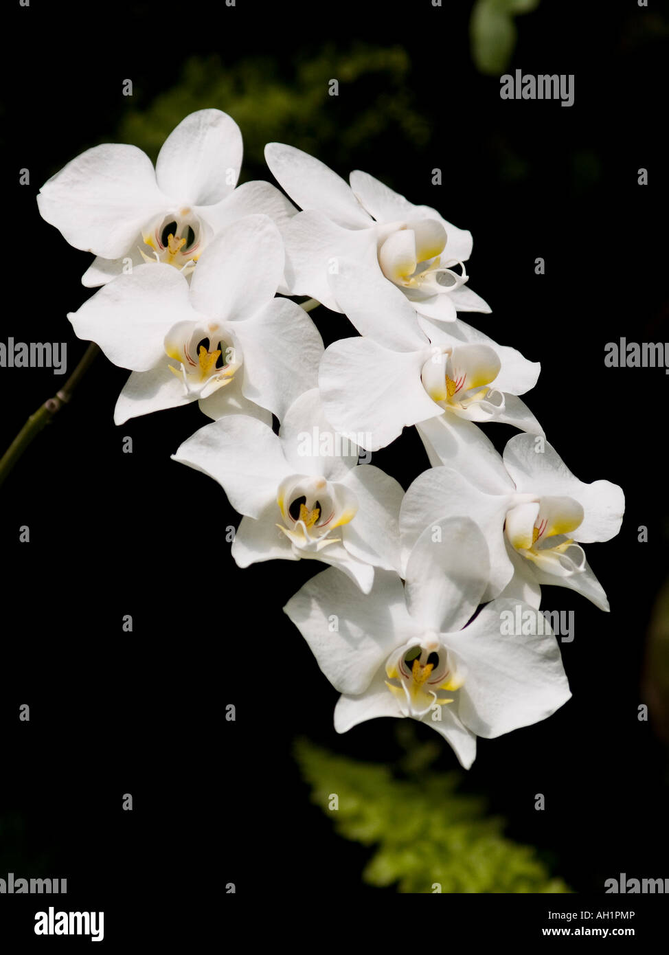 Cluster of white moth orchid flowers on a raceme Phalaenopsis amabilis ...