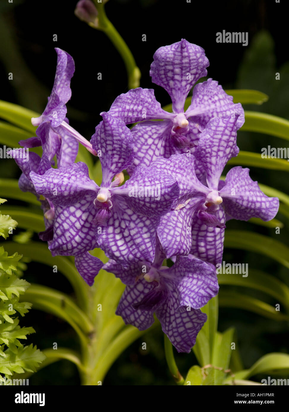 Cluster of blue purple and white patterned Vanda orchid flowers on a ...