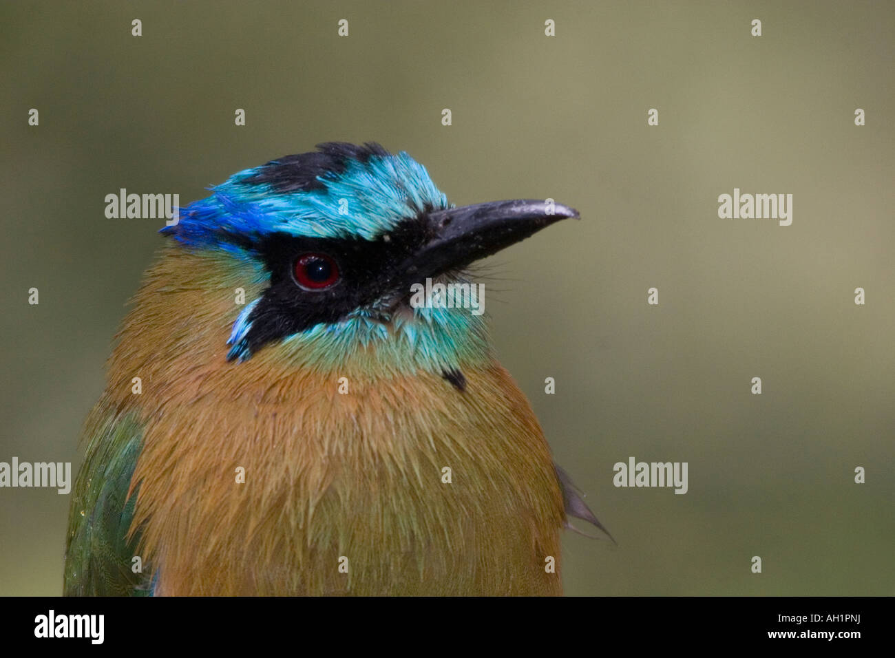 Blue crowned Motmot Stock Photo - Alamy