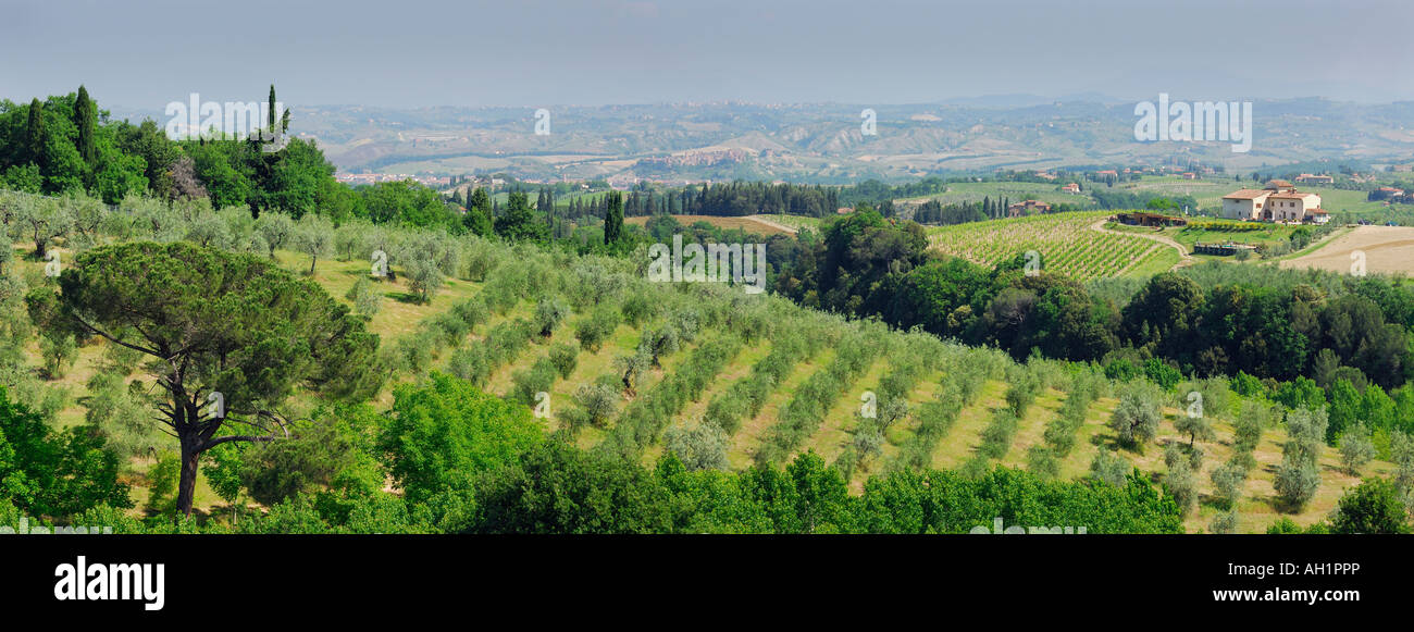Panorama of hillside olive grove and wine estate in Tuscan countryside ...