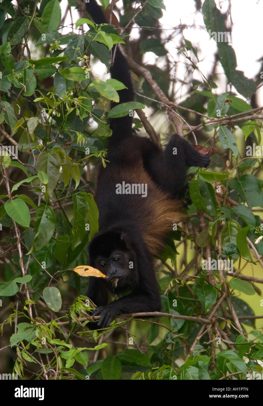 Mantled Howler Monkey Hanging Upside Down Stock Photo - Alamy