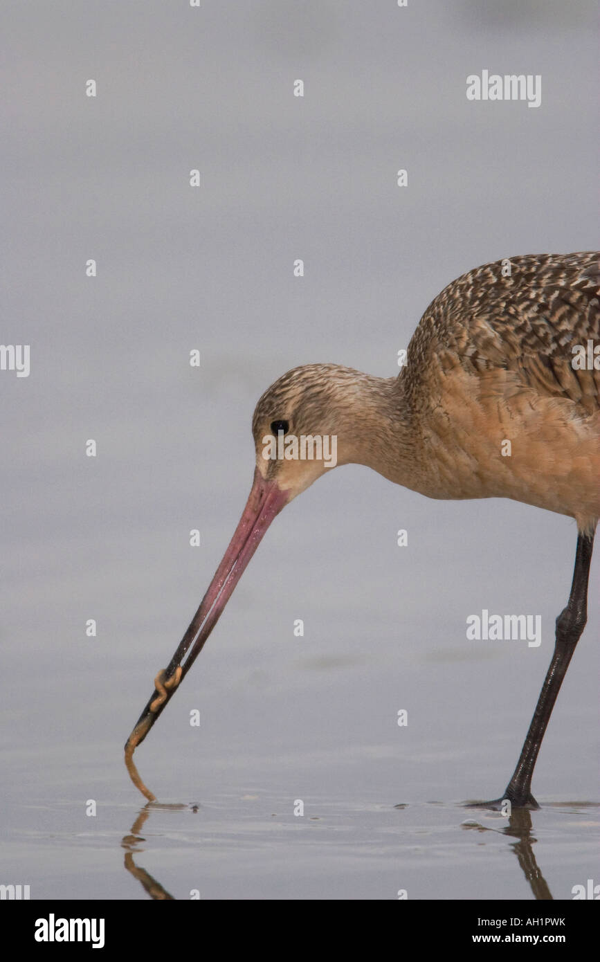 Marbled Godwit with Worm in Beak Stock Photo - Alamy