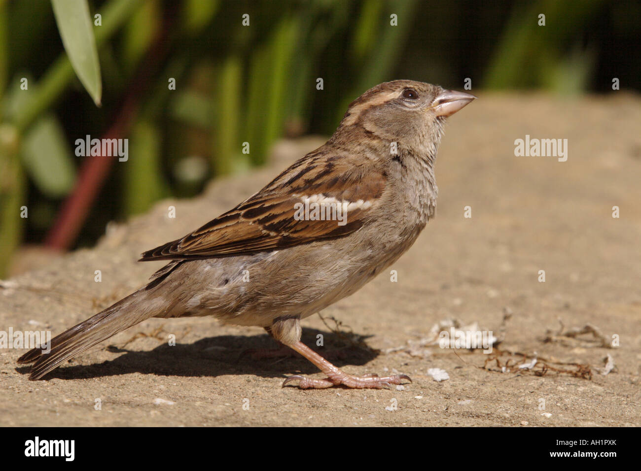 Female House Sparrow (Passer domesticus Stock Photo - Alamy