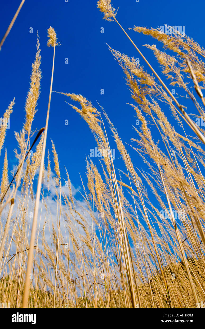 High grass upwards against blue sky Stock Photo - Alamy