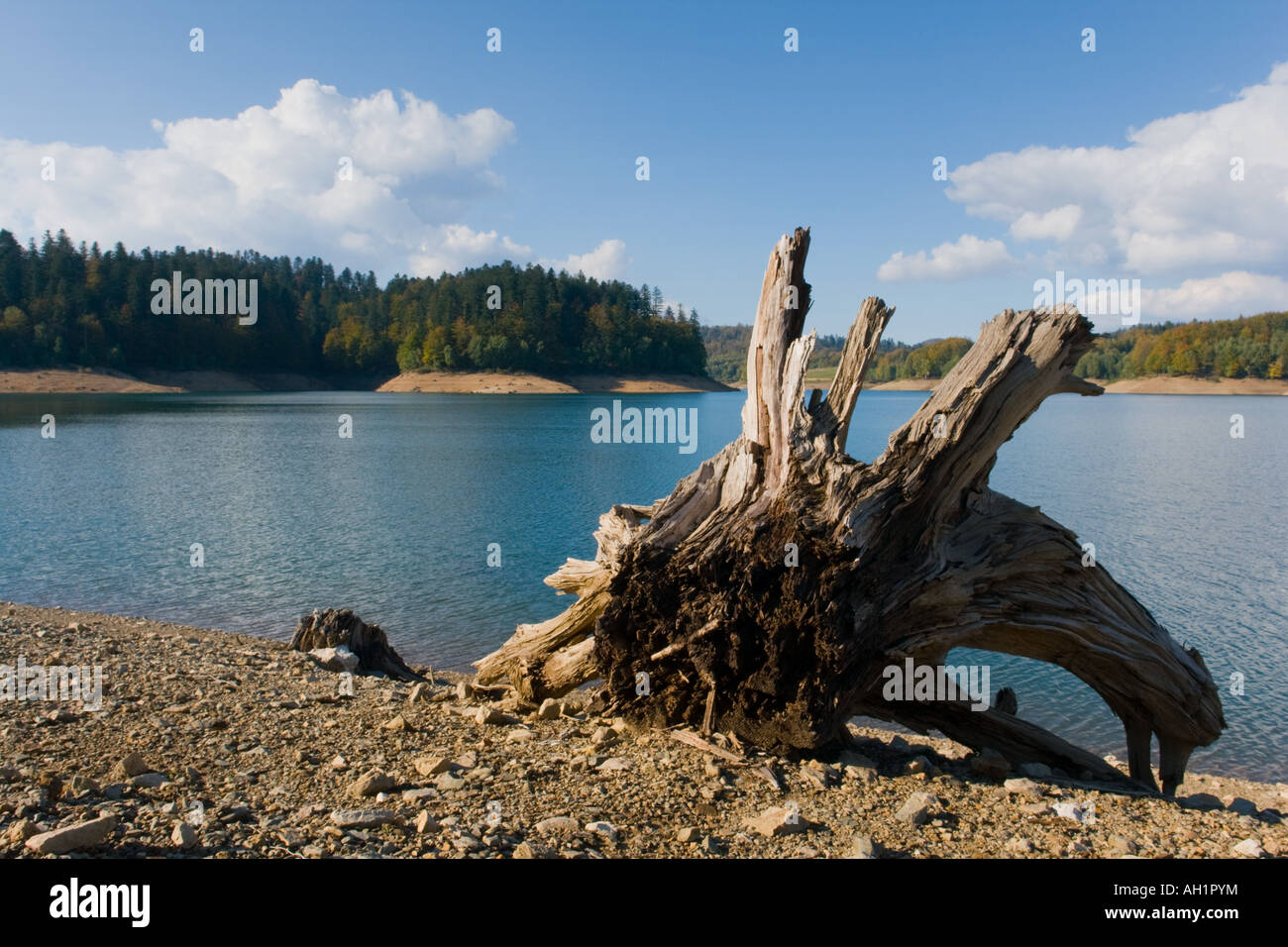 Rotten tree trunk on eroded lake coastline, Lokve in Croatia Stock ...