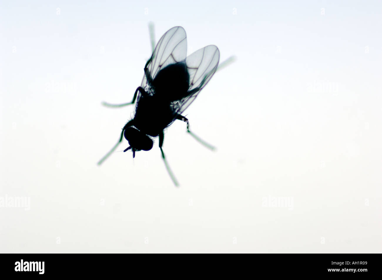 house fly on a window Stock Photo - Alamy