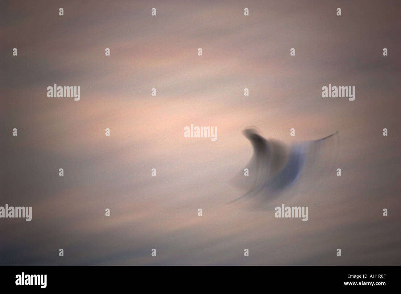 Bird in motion hi-res stock photography and images - Alamy