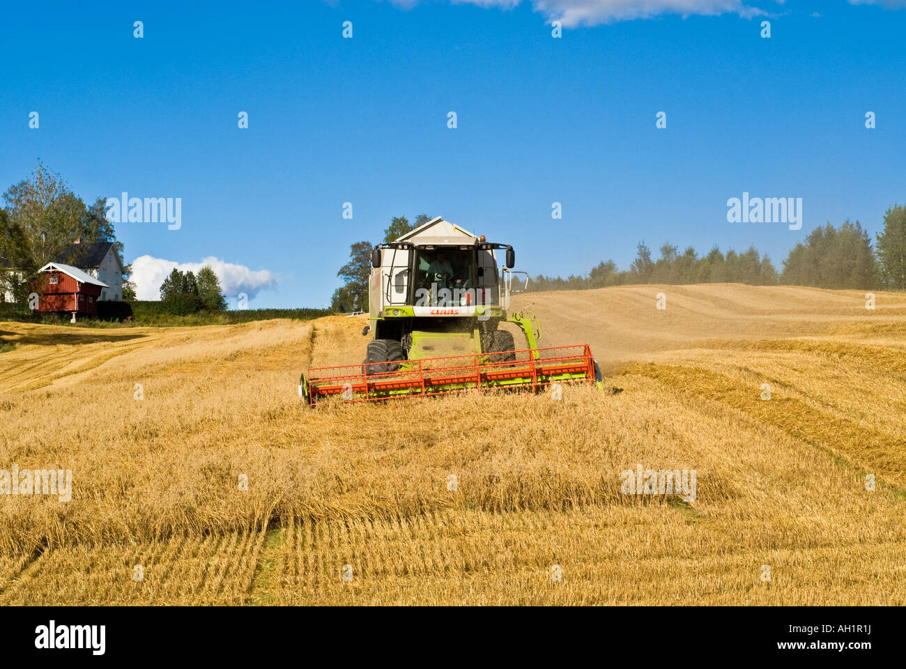 Claas combine threshing in wheat field Skedsmokorset, Norway Stock ...