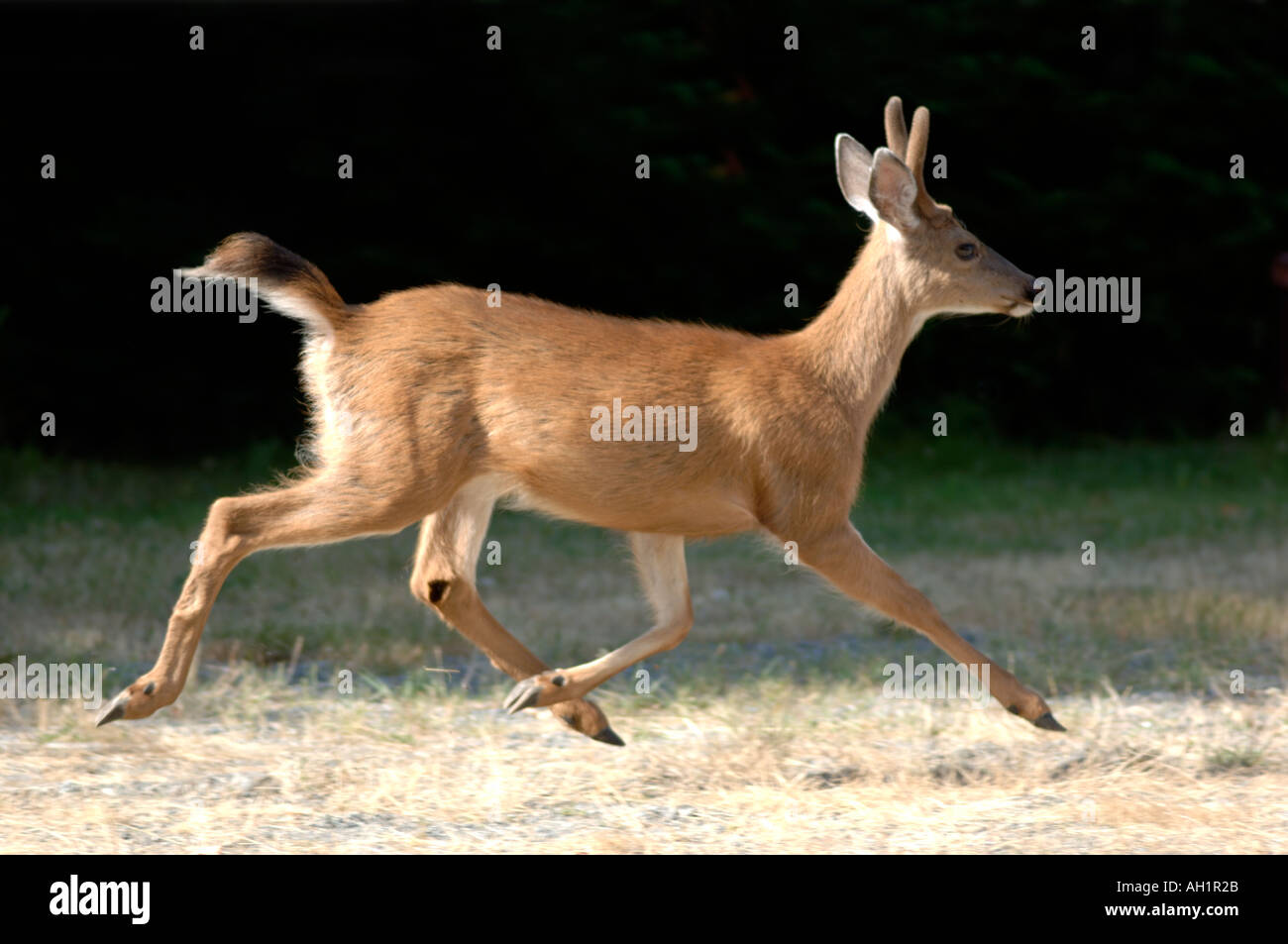 Deer running white background hi-res stock photography and images - Alamy