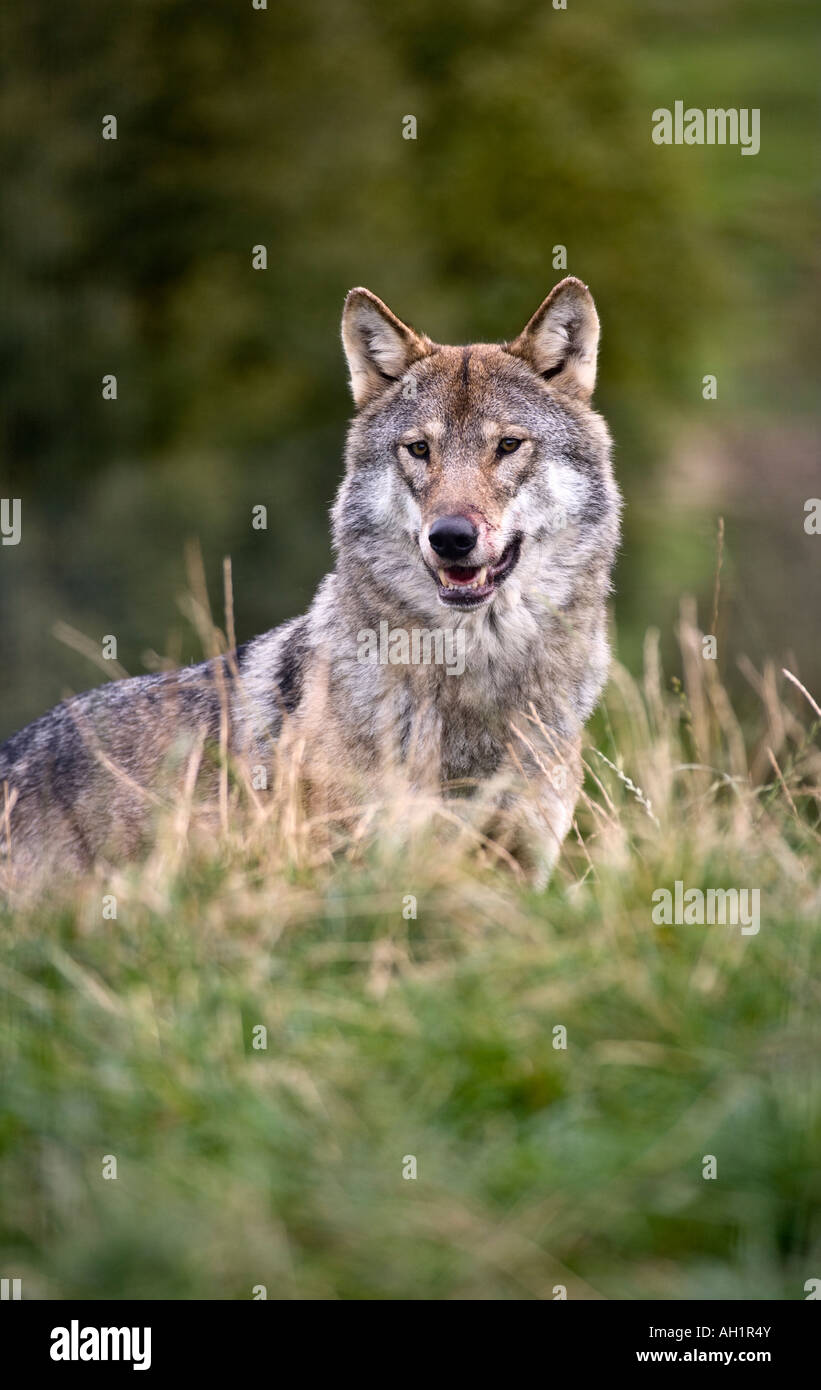 European Grey Wolf Canis lupus lupus Stock Photo - Alamy
